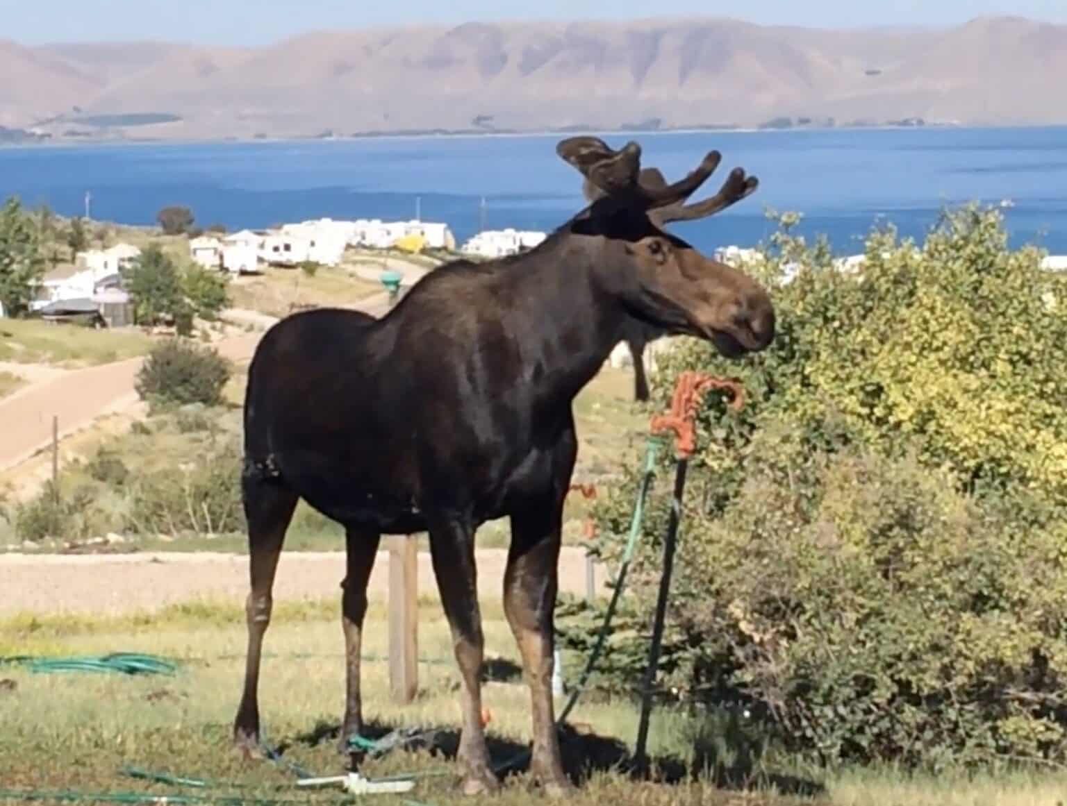 Handy Moose Encounter Safety Tips Issued by Utah Department of Wildlife ...