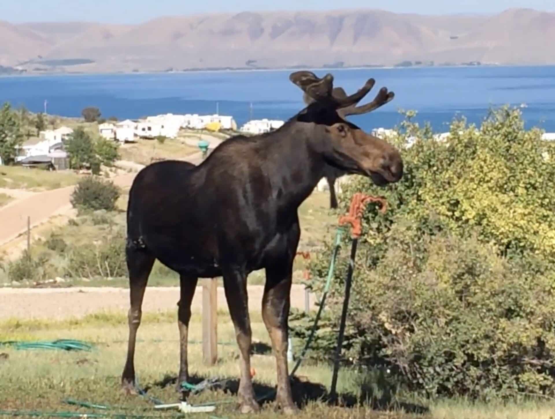 Handy Moose Encounter Safety Tips Issued by Utah Department of Wildlife ...