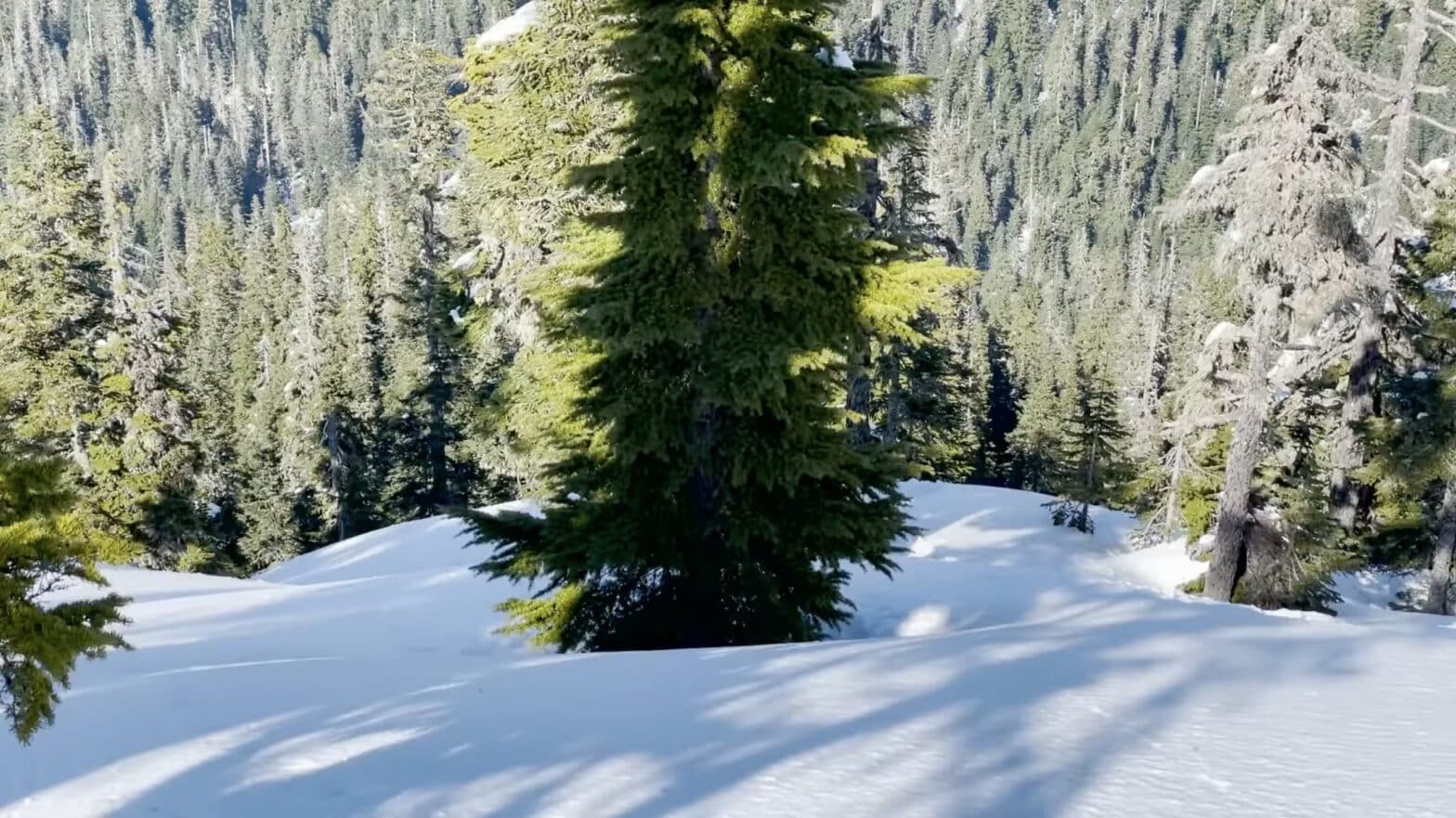 Skier Shares Harrowing Tree Well Survival Story - Unofficial Networks