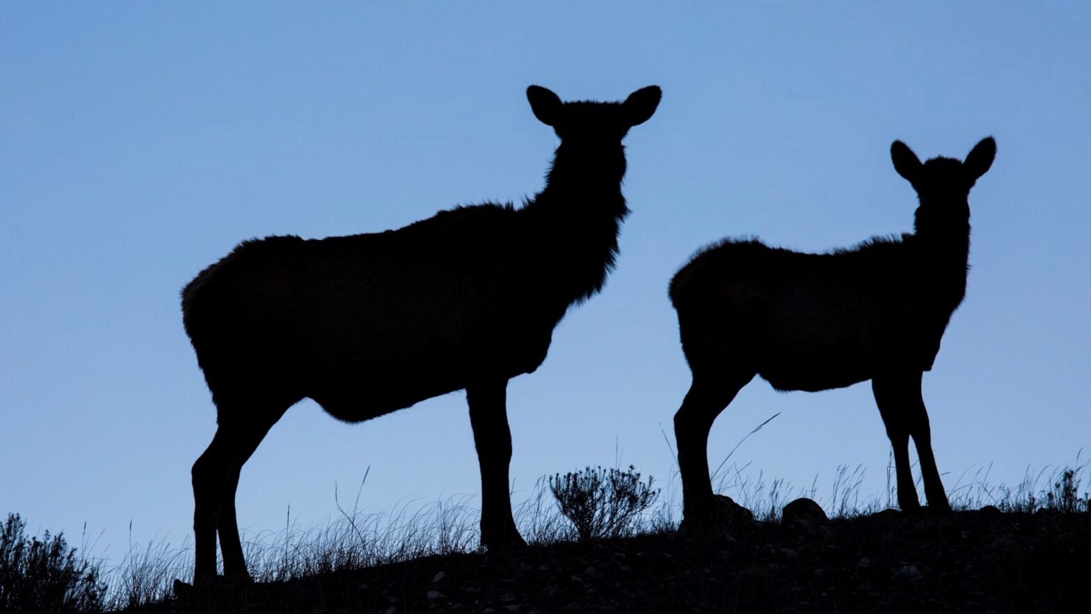 Yellowstone Issues Urgent Warning as Elk Calving Season Begins ...