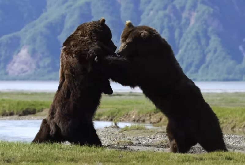 This Alaskan National Park Offers Unmatched Grizzly Bear Viewing ...
