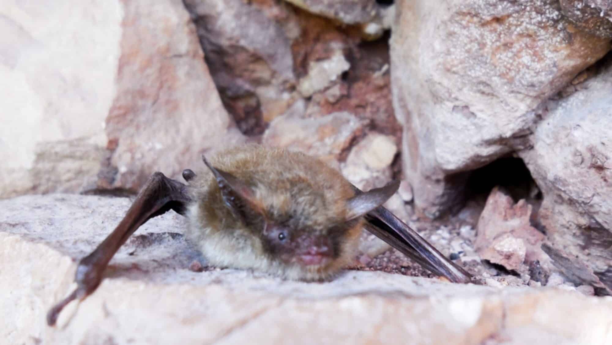 Three Bats Test Positive For Rabies At South Dakota National Park ...