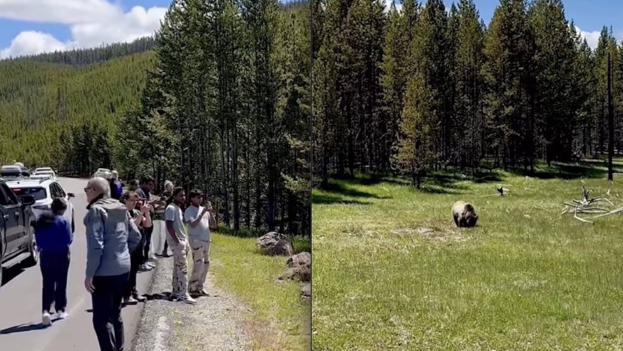 Tourists Criticized for Getting Dangerously Close to Grizzly Bear ...