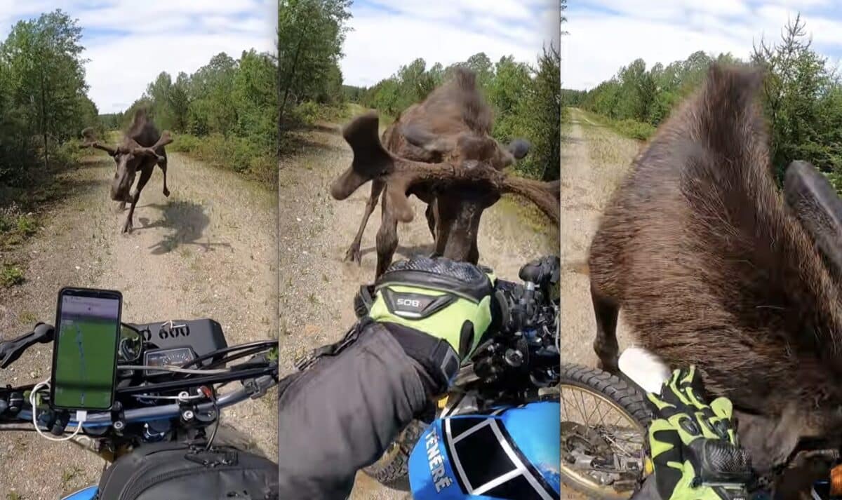 Adventure Motorcyclist Attacked by Moose On Ontario Backroad ...