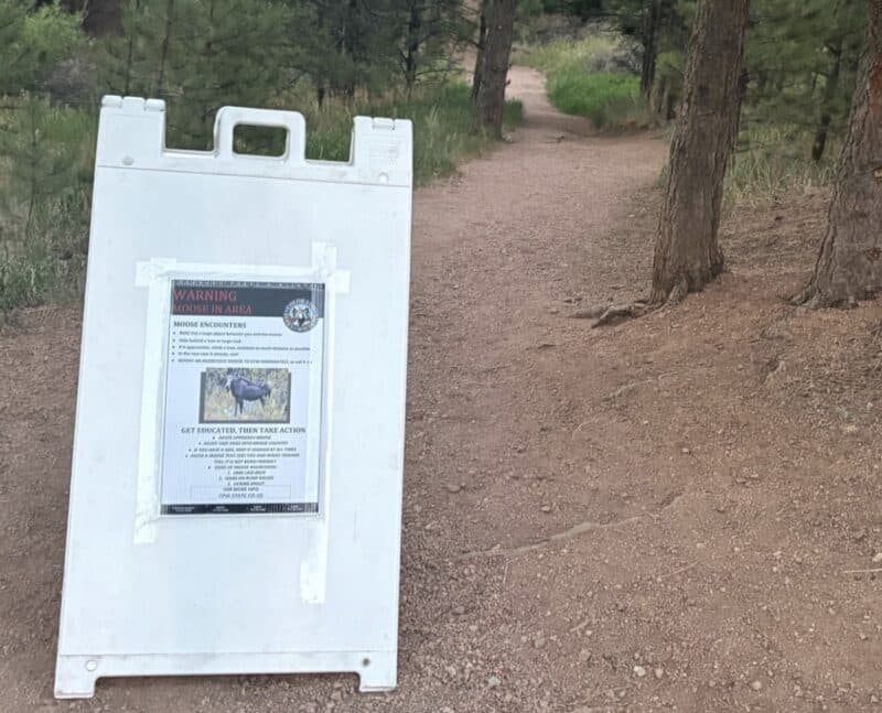 Colorado Dog Walker Attacked By Moose On Popular Hiking Trail ...