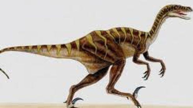 Raptor | Unofficial Networks