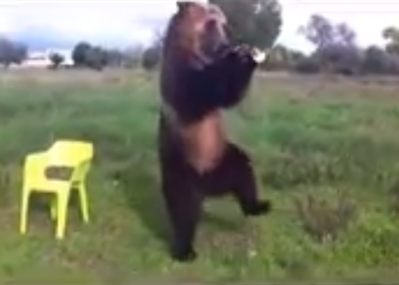 Real Russian Bear Trick Video | The Most Ridiculous This You Will See ...
