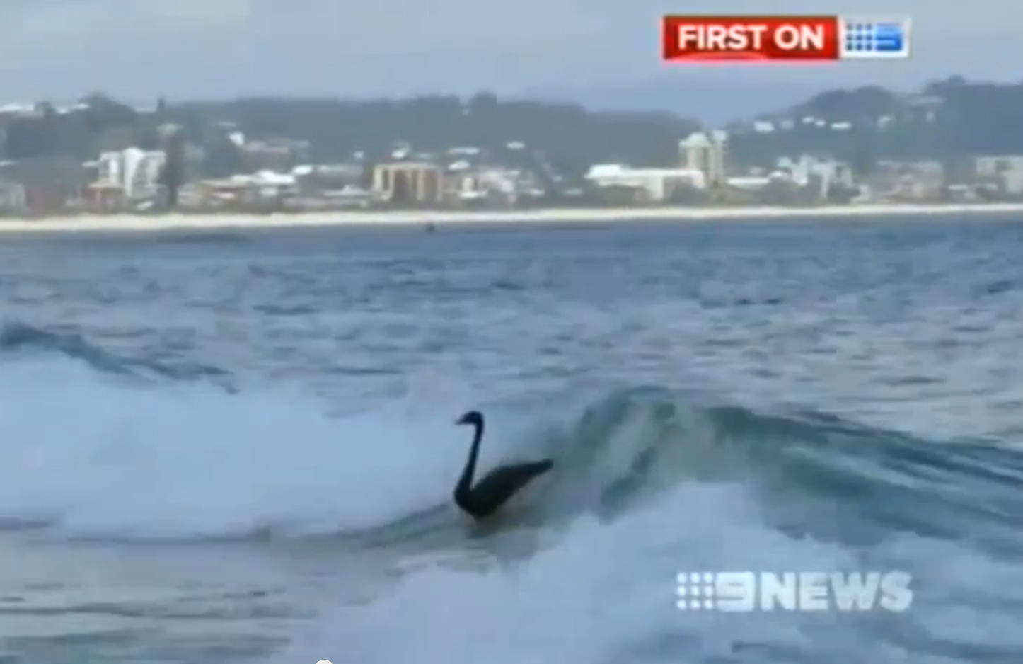 Black Swans Surf Waves @ Kirra Break, Gold Coast Australia | Unofficial ...