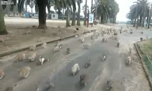 Japanese Rabbit Attack Is Terrifying! | Unofficial Networks