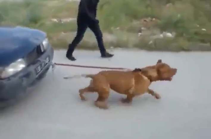 Watch This Incredible Dog Pull A Car | Unofficial Networks