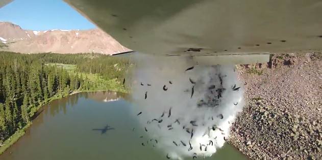 Watch: Airplane Drops Fish Bomb In Aerial Stocking Run
