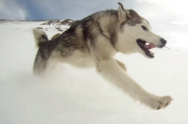 VIDEO: Meet Loki The Wolf Dog That Loves The Colorado Backcountry ...
