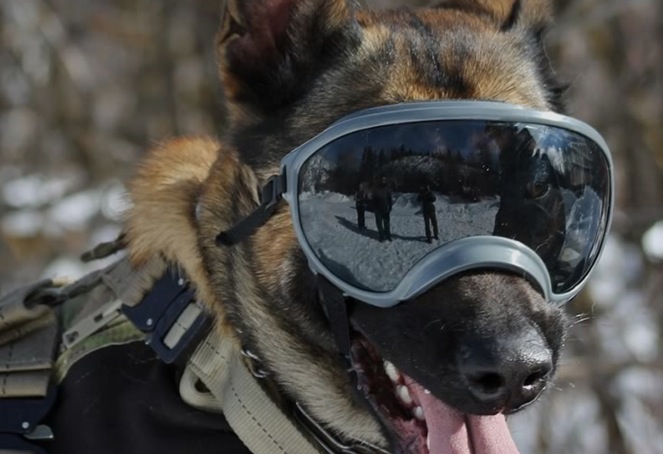 WATCH: Introducing REX-SPECS….Goggles For Your DOG | Unofficial Networks
