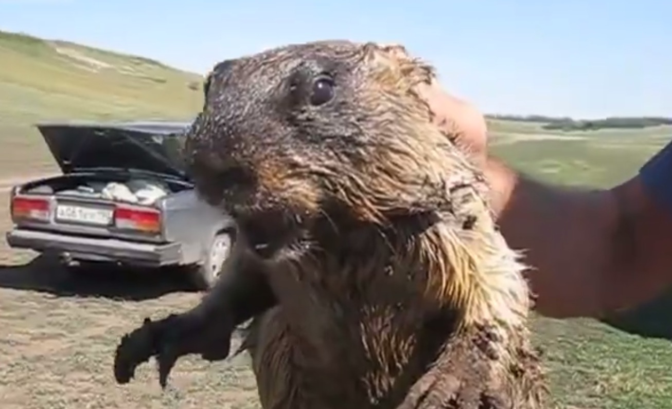 Ever Heard a Marmot Scream ? *volume:warning* | Unofficial Networks