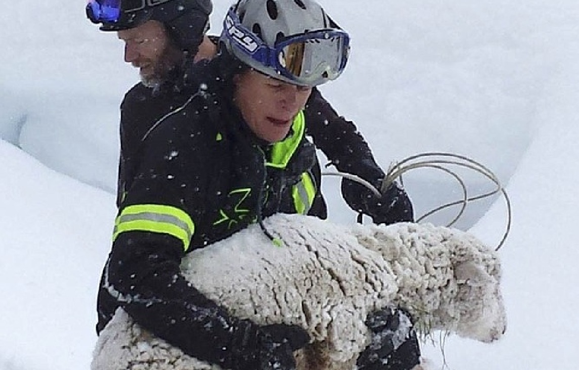 Steamboat Springs, CO: Skiers Rescue Stranded Sheep From Mountain Side ...