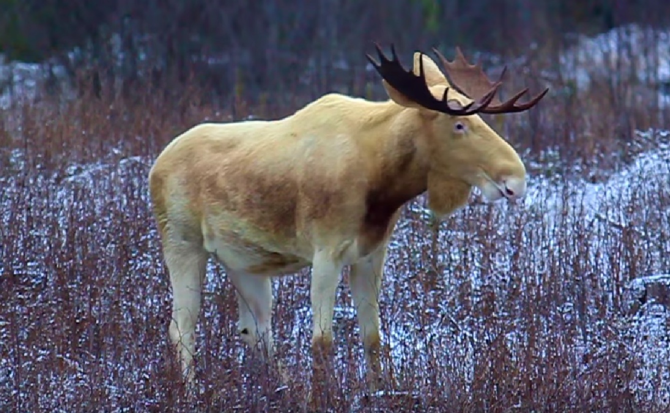 WATCH: Have You Seen The White Moose of Sweden? | Unofficial Networks