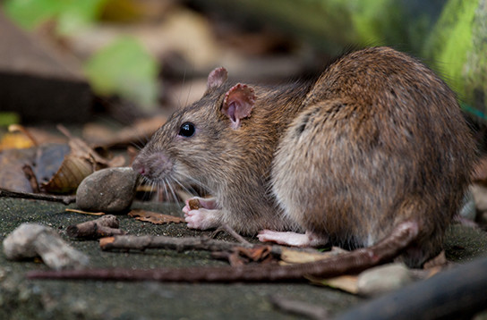 New Zealand Aims To Exterminate All Rats And Other Predators By 2050
