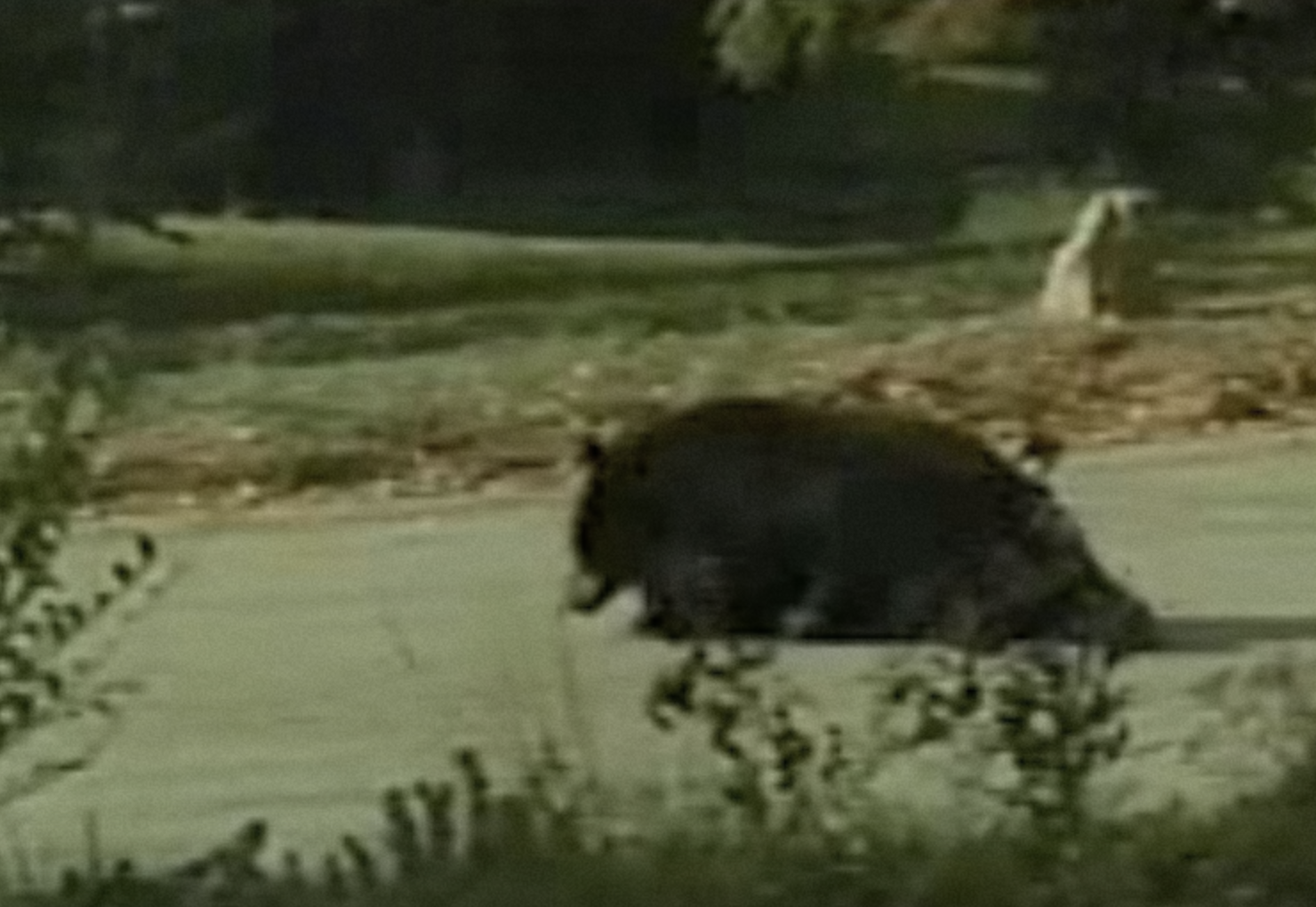 Classic Post: Bear Gets Drunk On Fermented Apples | Terrorizes ...