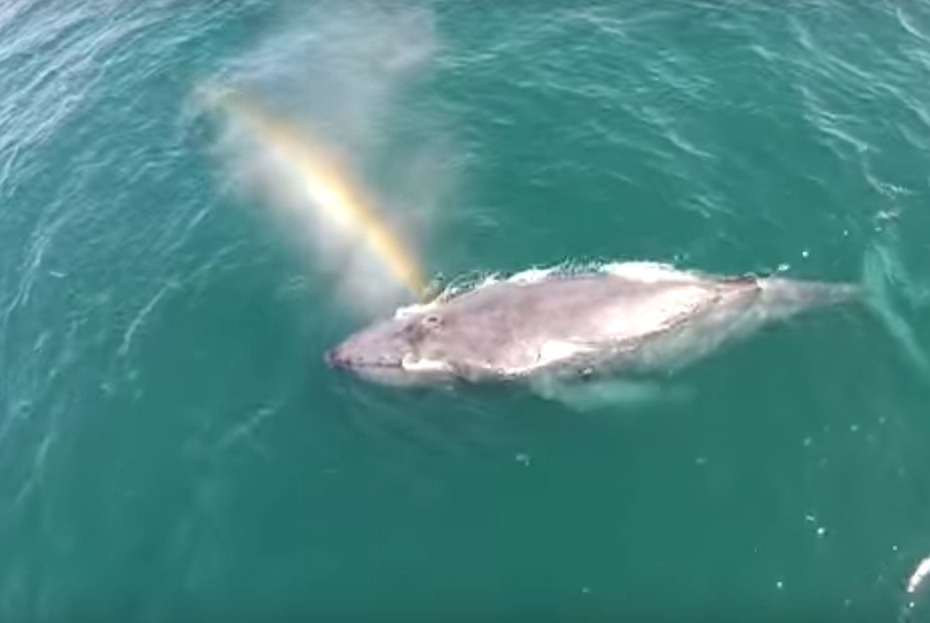 VIDEO: Drone Captures Whale Shooting A Rainbow From Its Blowhole ...