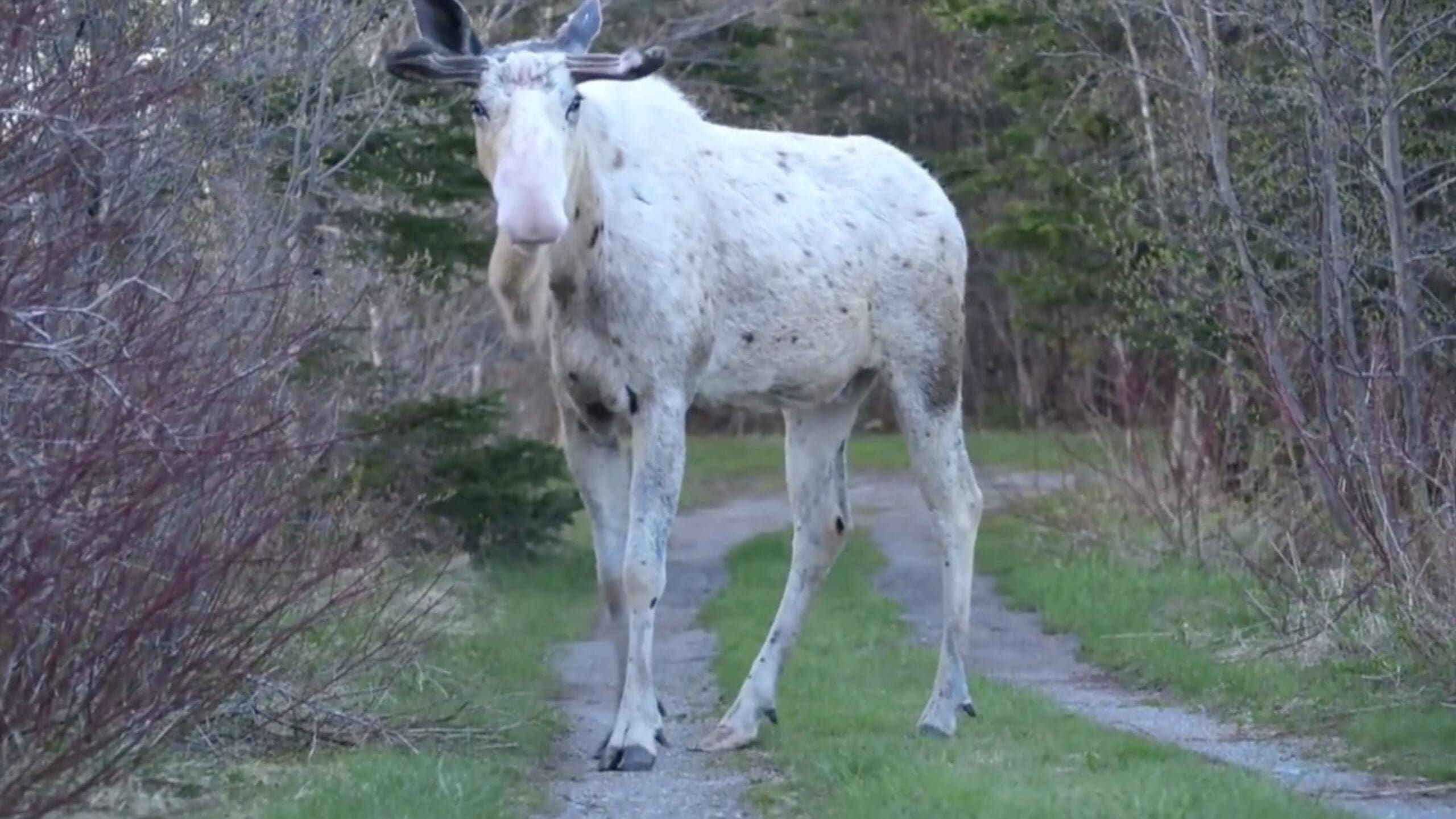 Incredibly Rare White Moose Captured In HD Video | ‘Once in a Lifetime ...