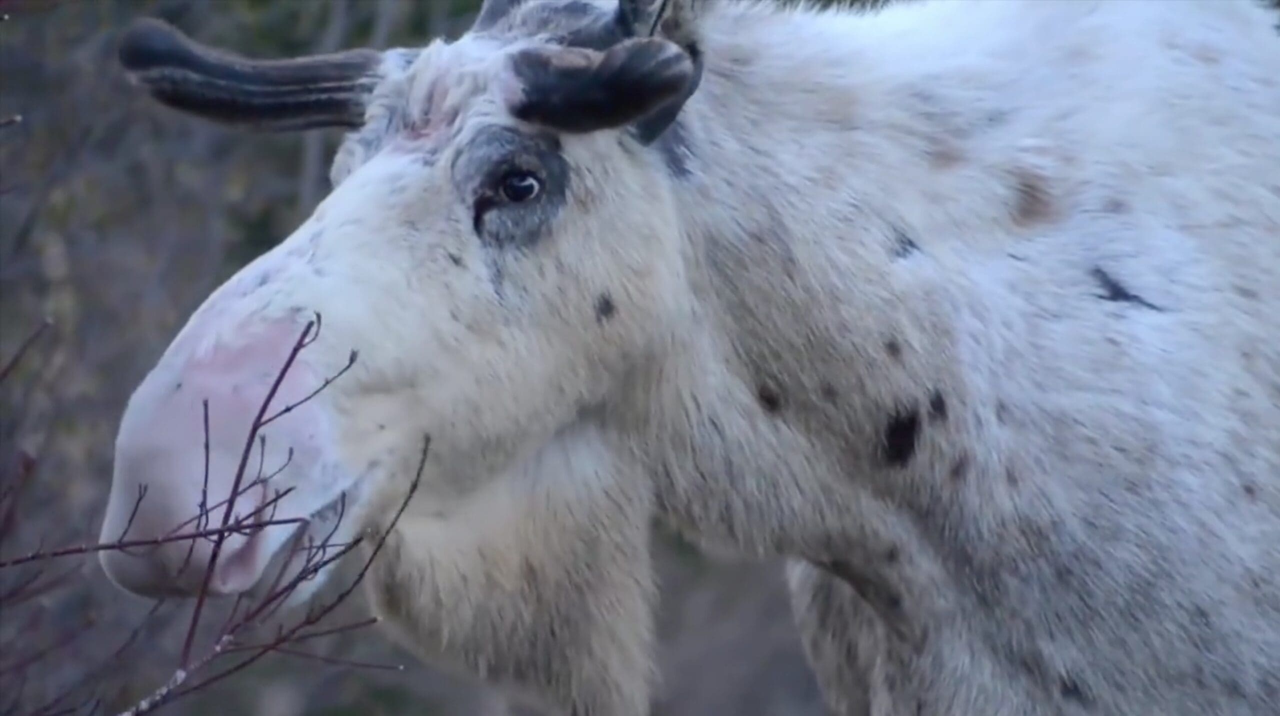 Incredibly Rare White Moose Captured In HD Video | ‘Once in a Lifetime ...
