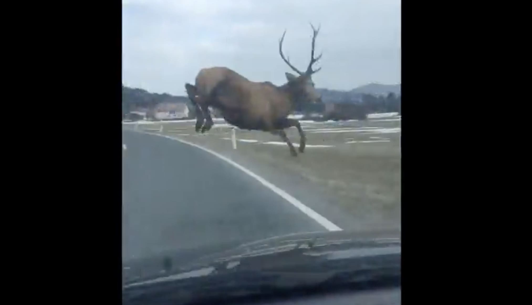 Watch: Big Elk Leaps Entire Road At Full Speed | Unofficial Networks