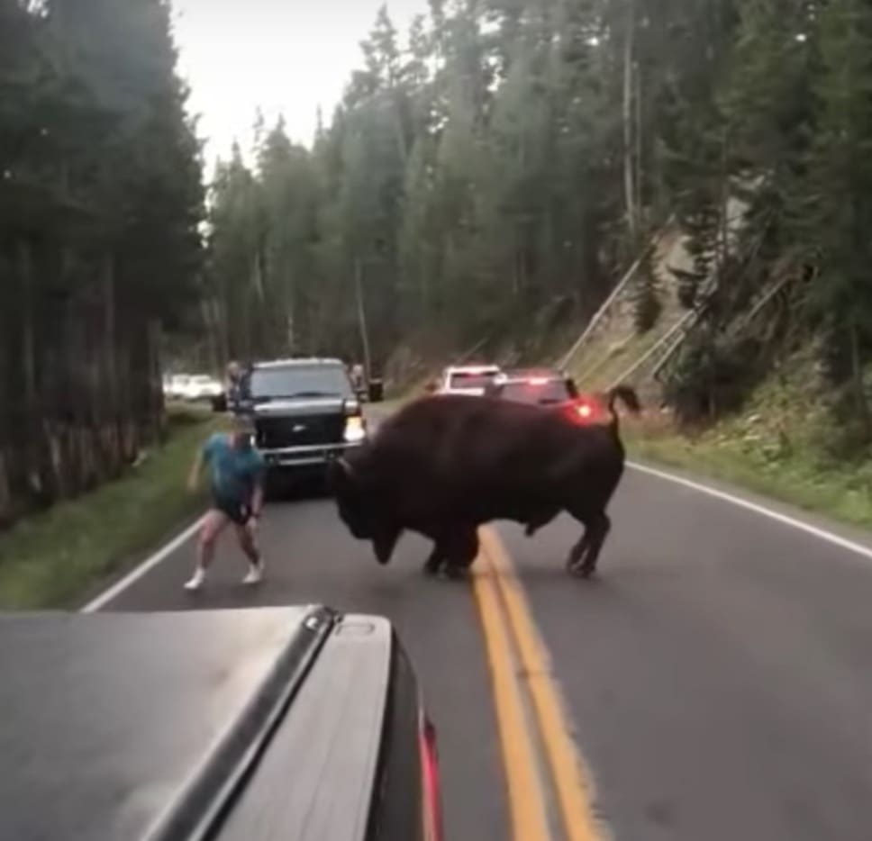 Man Who Taunted Bison At Yellowstone Was On National Park Crime Spree