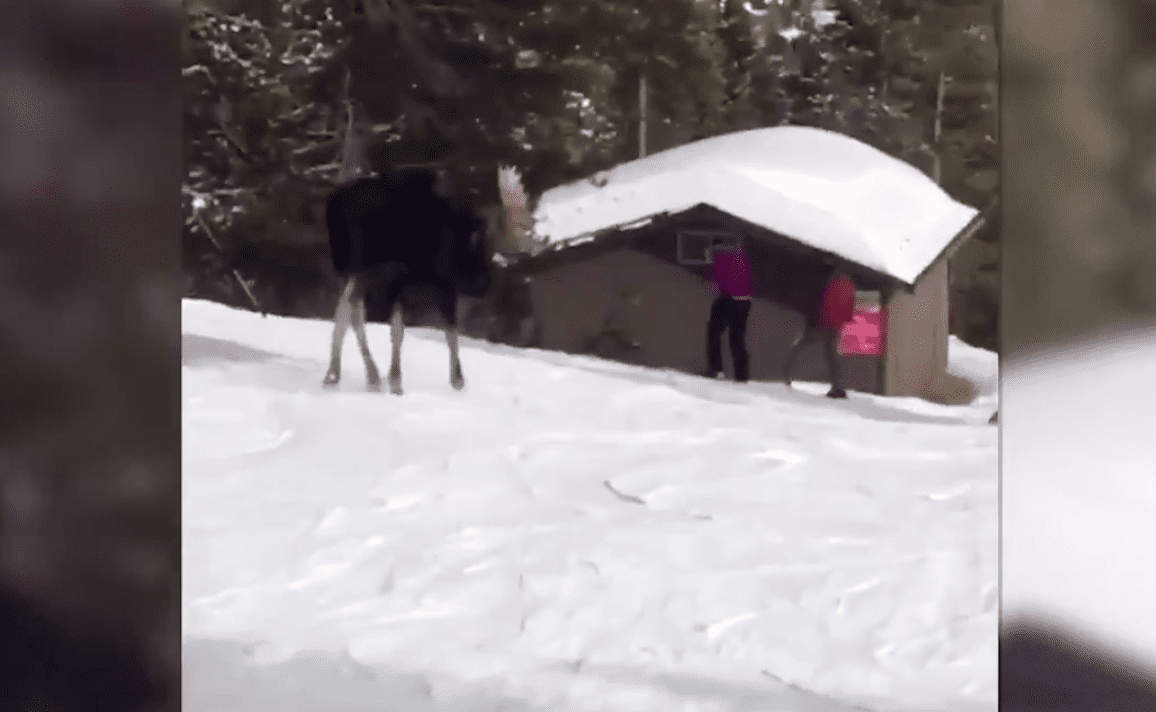 WATCH: More Footage Emerges of Bull Moose Charging Skiers @ Breckenridge