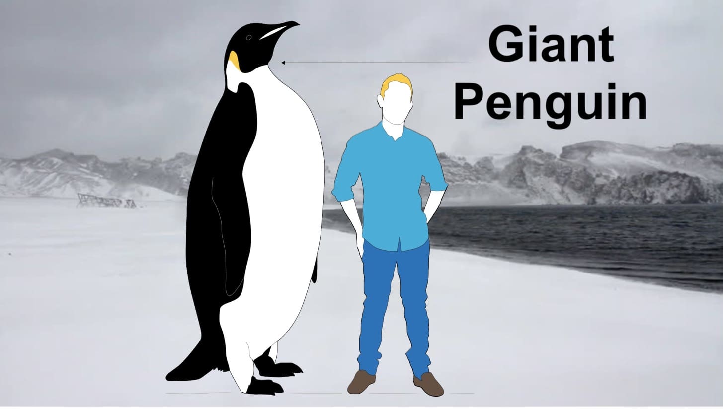 Human-Size Penguins Used To Be A Thing | Unofficial Networks