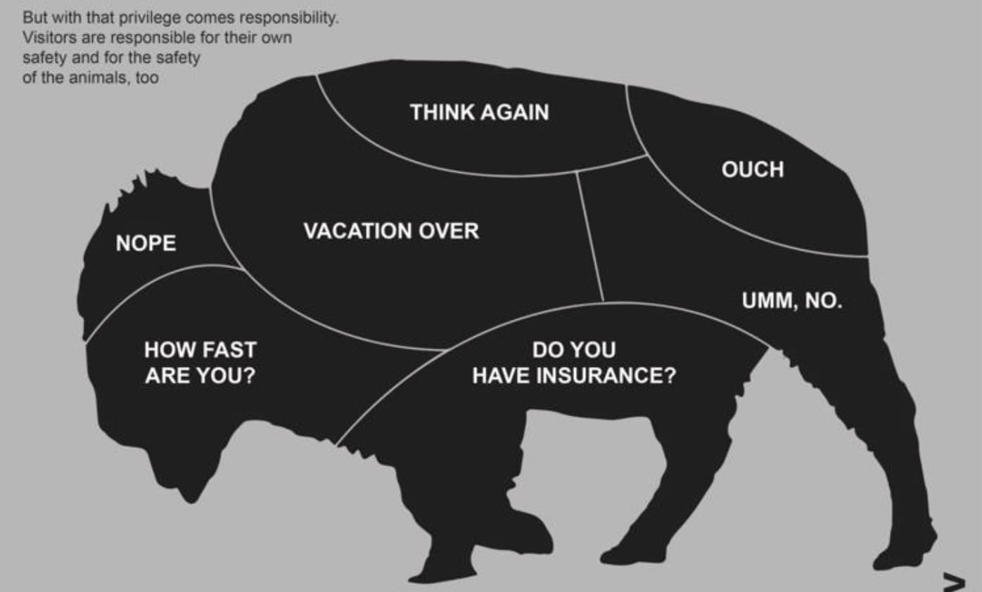 National Park Service Issues Guidelines On How To Pet a Bison ...