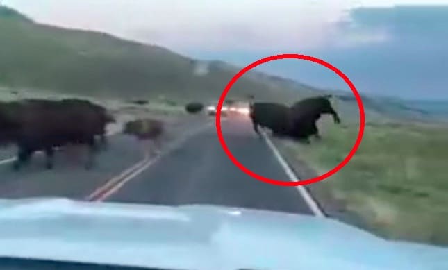 VIDEO: Male Bison Fight in Middle of Yellowstone Road (Mating Season)
