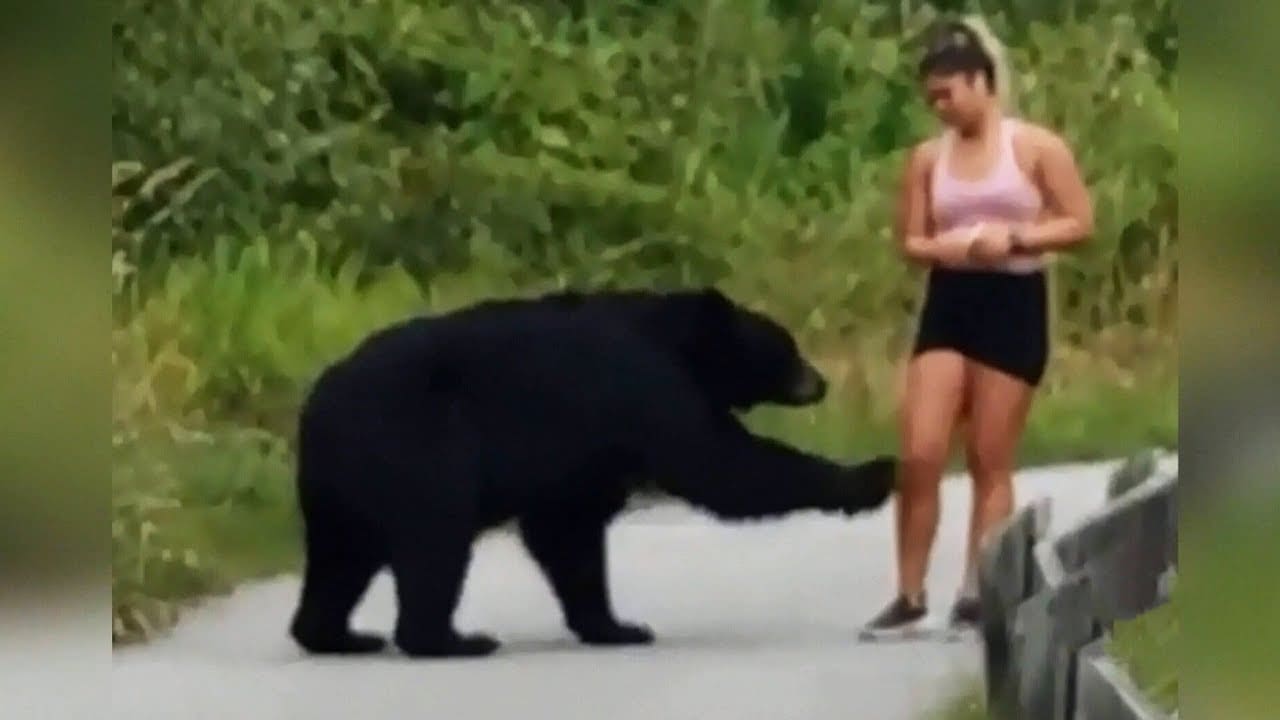 Black Bear Takes Swipe At B.C. Hiker