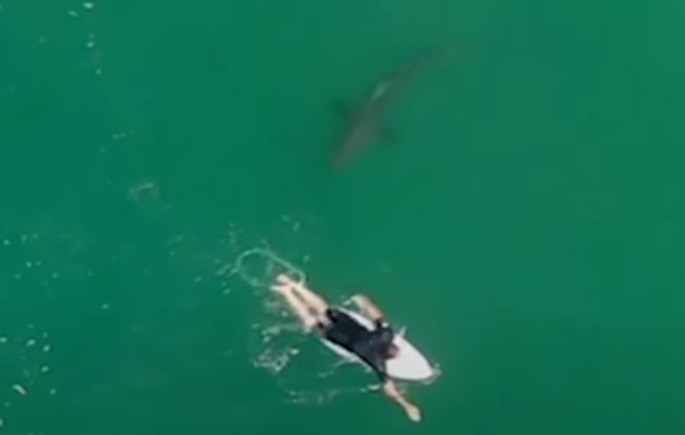 Drone Patrol Alerts Oblivious Surfer To Circling Great White