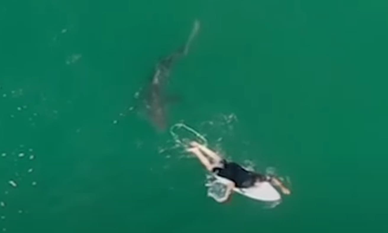 Drone Patrol Alerts Oblivious Surfer To Circling Great White