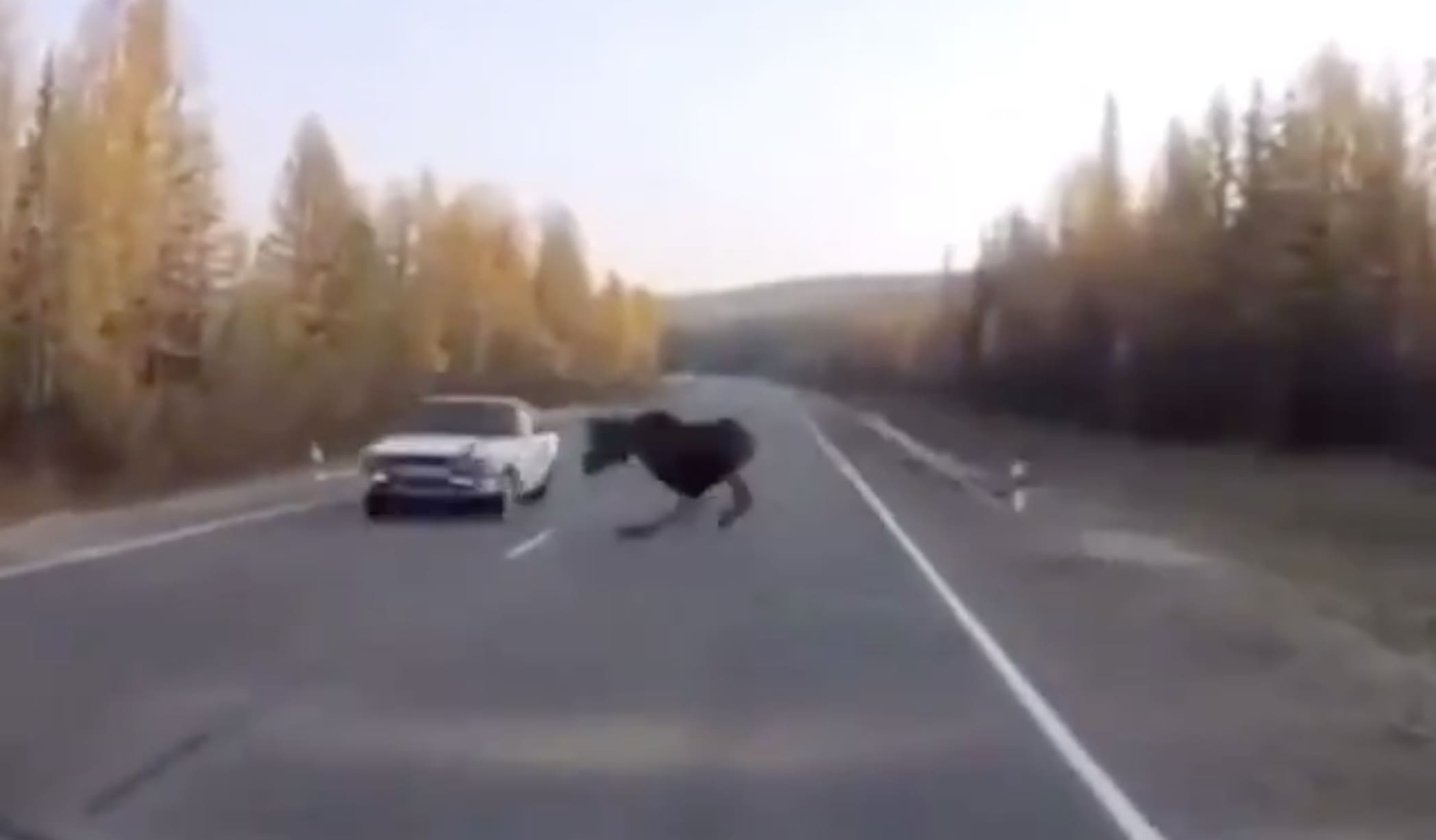Moose Makes Incredible Maneuver To Prevent Collision With Cart ...