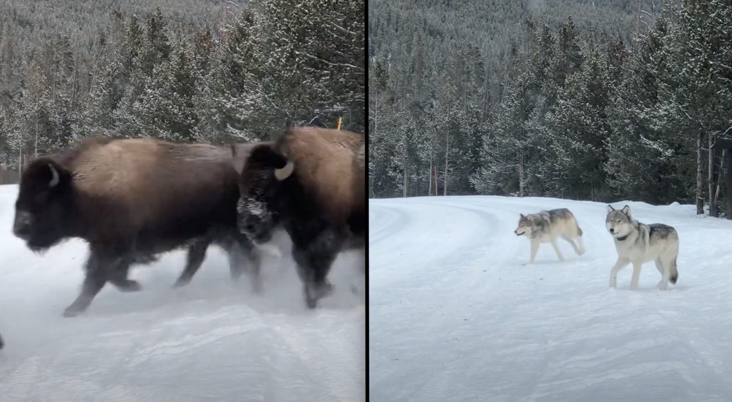 VIDEO: Wolf Pack In Hot Pursuit of Bison Herd In Yellowstone ...