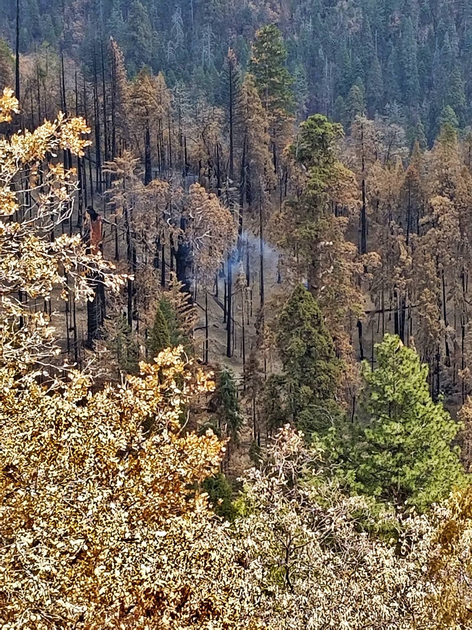 Gigantic California Sequoia Tree Still Smoldering & Smoking From 2020 ...