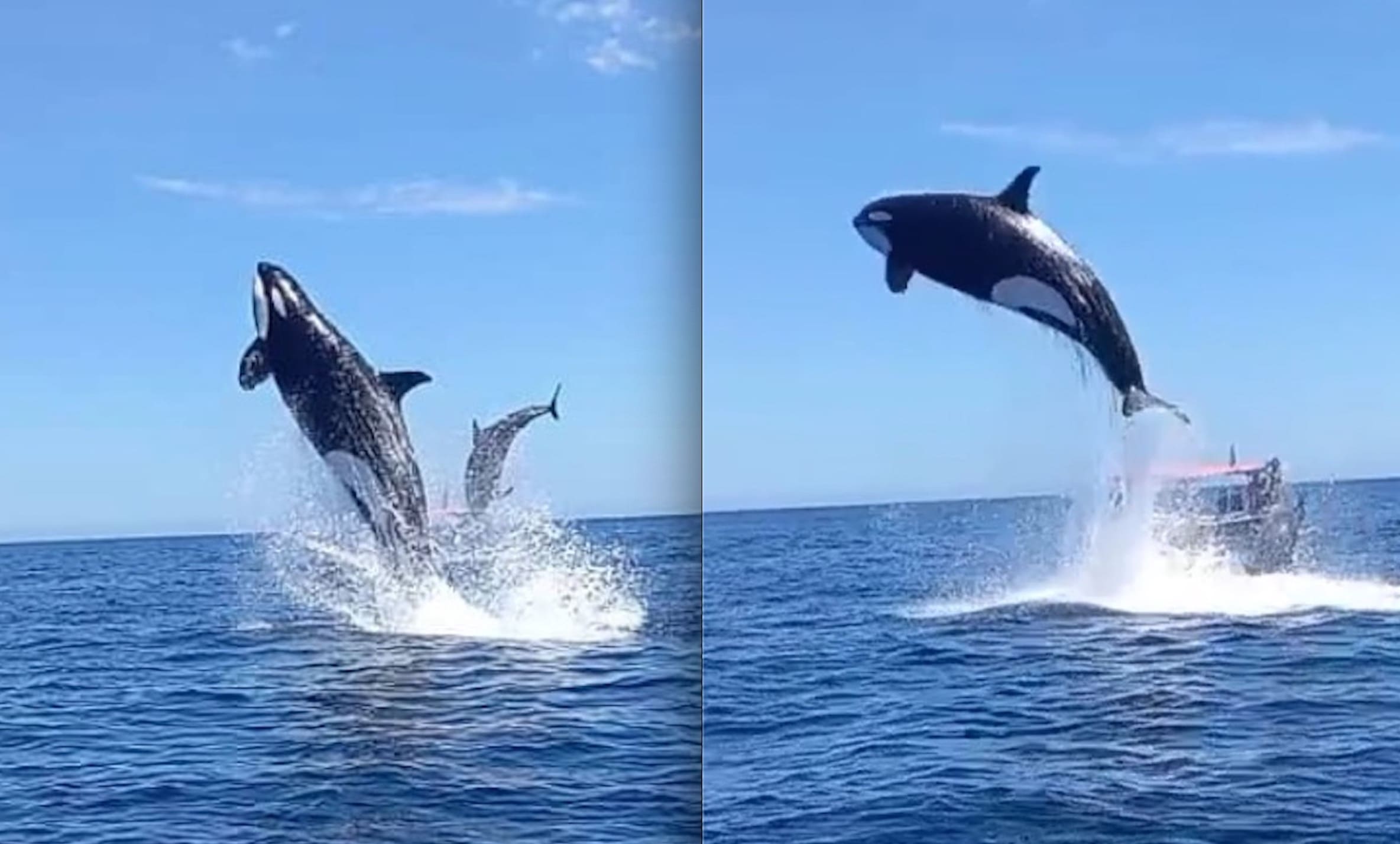 VIDEO: Killer Whale Launches High Flying Assault On Dolphin