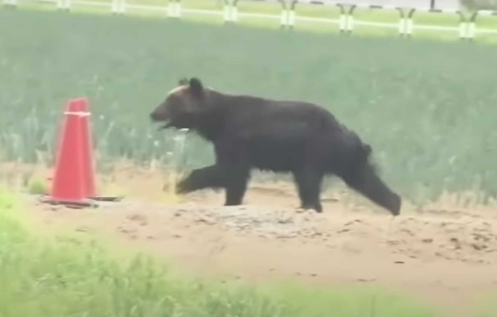 Brown Bear Attacks 4 People In Japan (Near Olympic Marathon Venue)