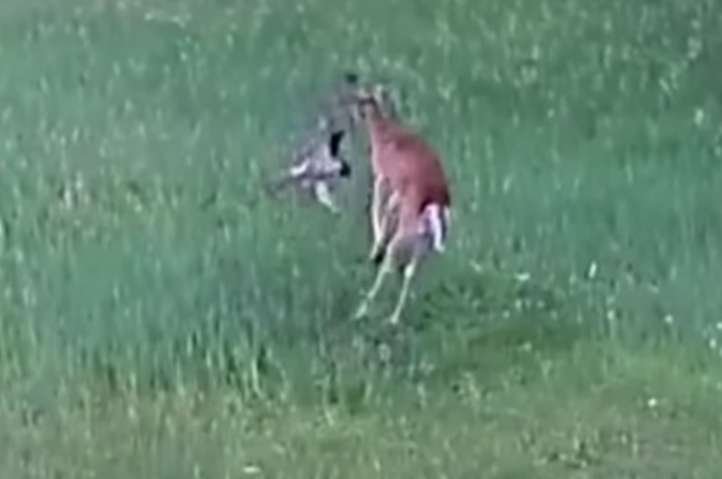 VIDEO: Deer Attacks Hawk @ Wisconsin Nordic Center