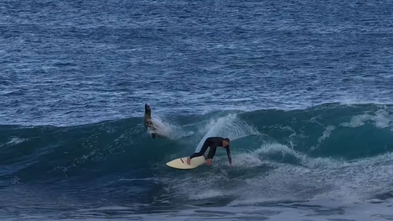 WATCH: Sneaky Seal Steals Surfer’s Wave
