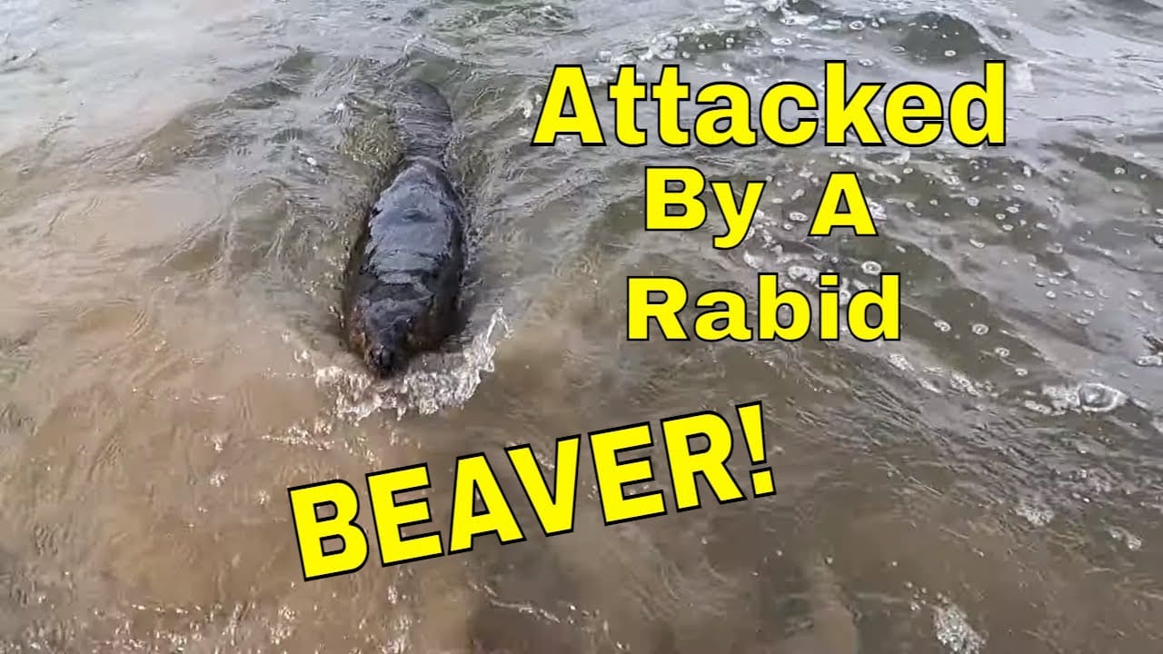 Guy Gets Attacked and Bitten By Rabid Beaver