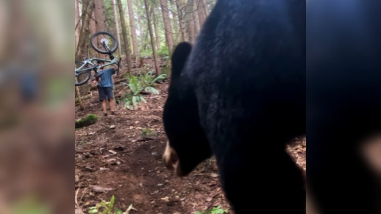Mountain Biker Has Tense Bear Encounter On The Trail
