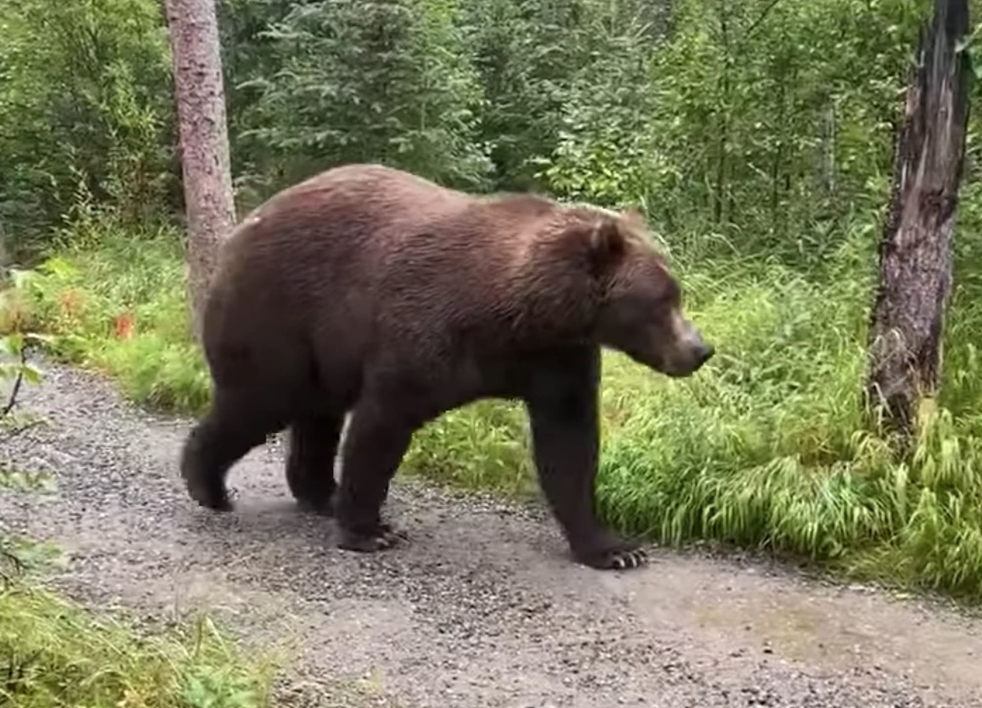 VIDEO: Alaskan Guide Compliments Grizzly As It Passes By His Group