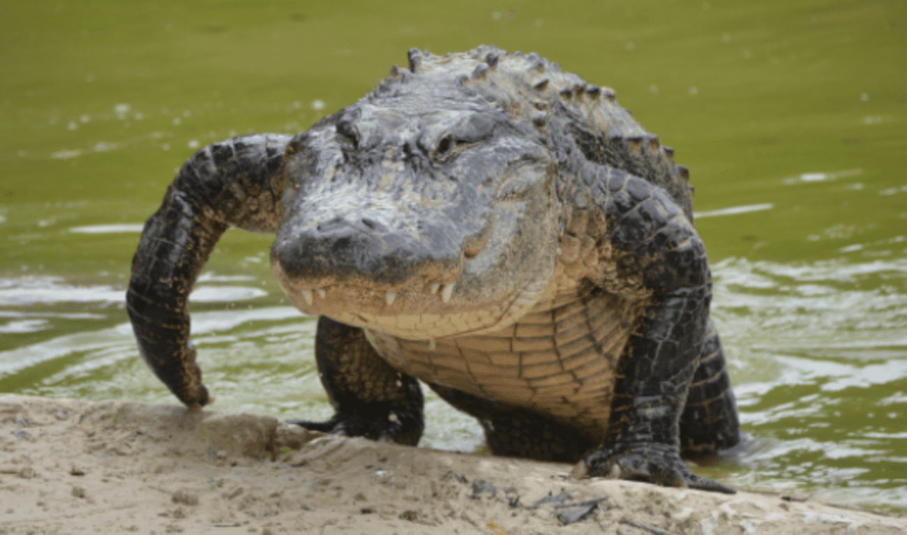 Alligator Displaced By Hurricane Ida Found With Human Remains In Belly