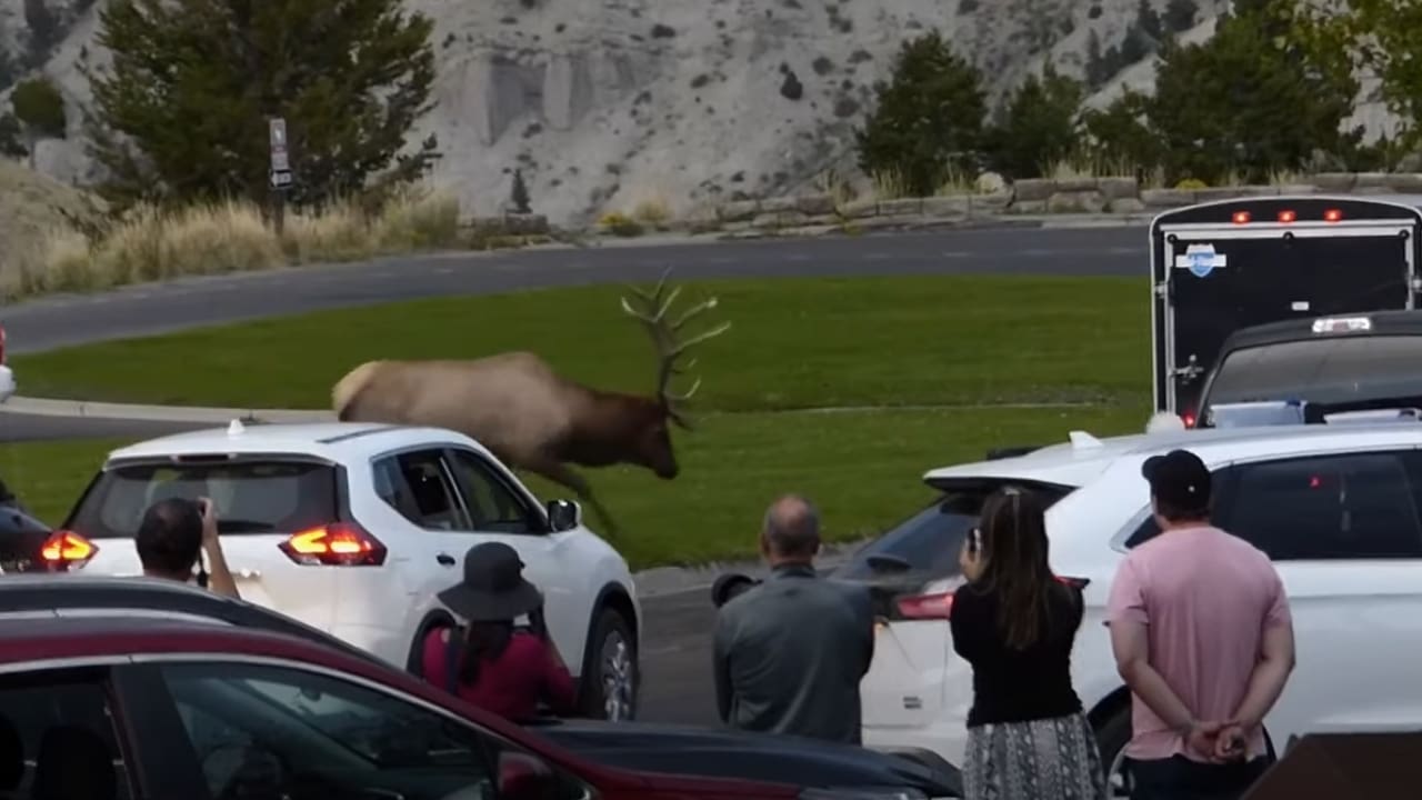 Elk Charges Tourist Vehicles During Rut Season