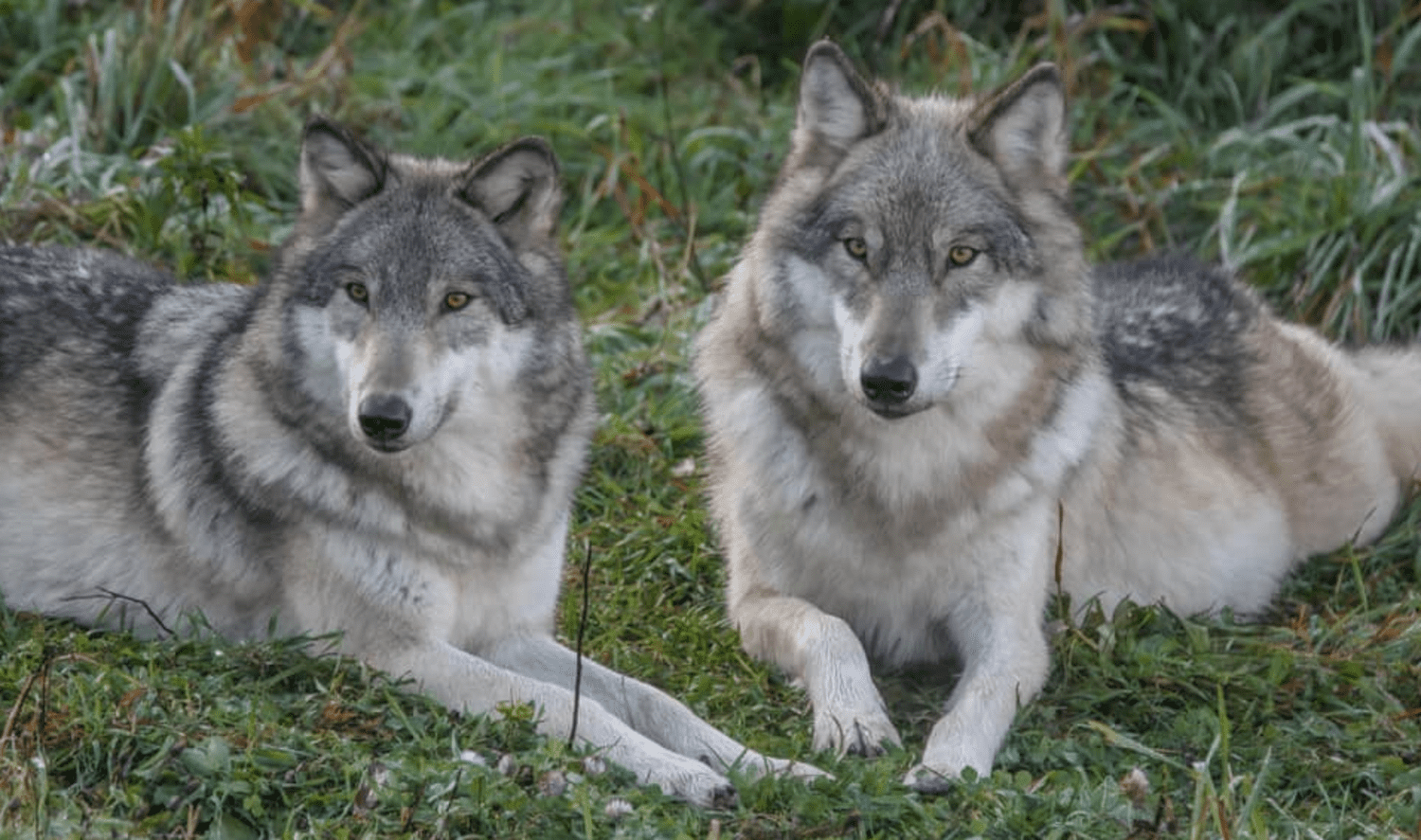 Wisconsin Judge Blocks November Wolf Hunt