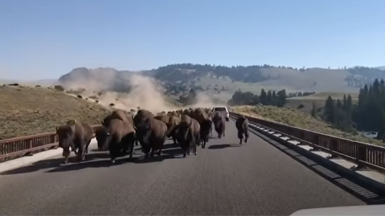 Bison Herd Stampedes By Tourist’s Cars