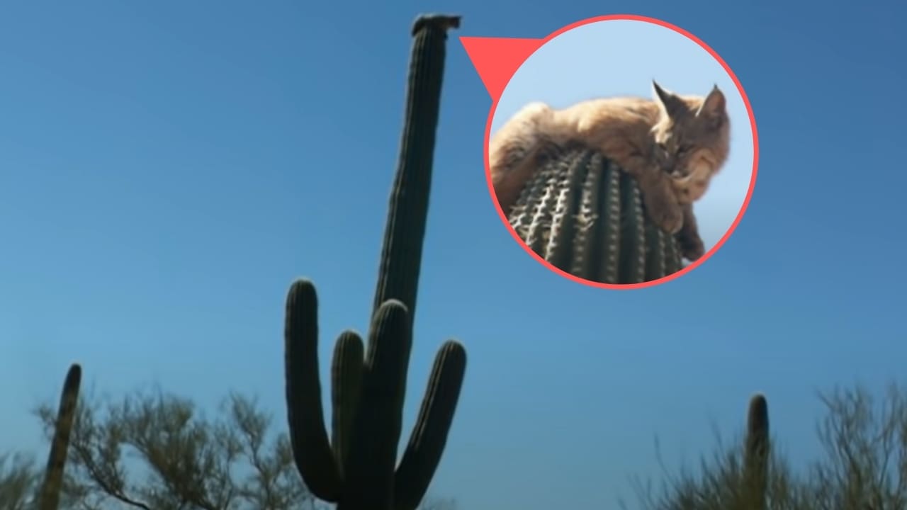 Bobcat Climbs 40′ Cactus To Escape Mountain Lion
