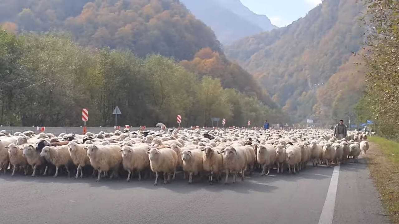 1,000 Sheep Block Highway In Russia